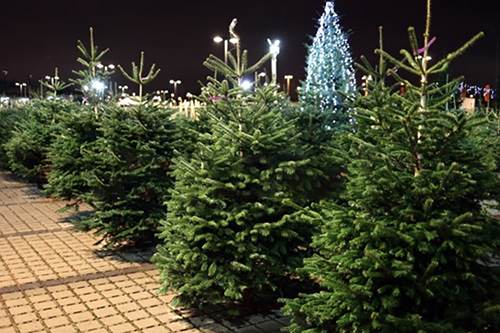 Keeping Live Christmas Trees Fresh